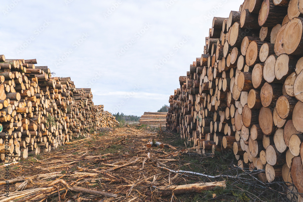 deforestation for roads, wood harvesting, wood as a renewable ...