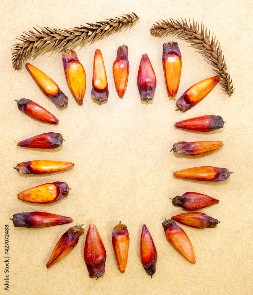Natural pinion fruit, pine nut from the Araucária angustifolia tree ...