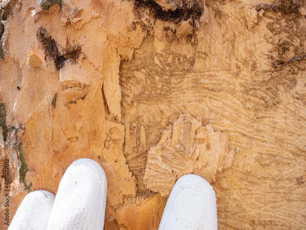 Dying oak tree. The entomologist show bark less trunk withholes from ...