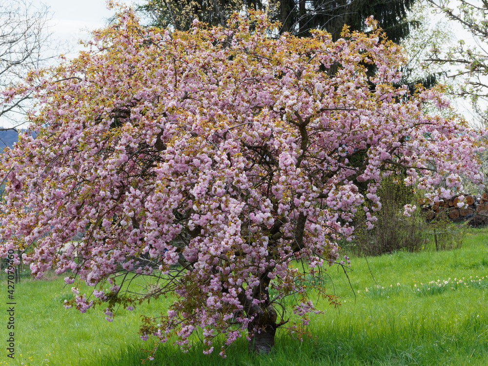 Japanese ornamental cherry tree or Prunus serrulata 'Kanzan'. A broad ...