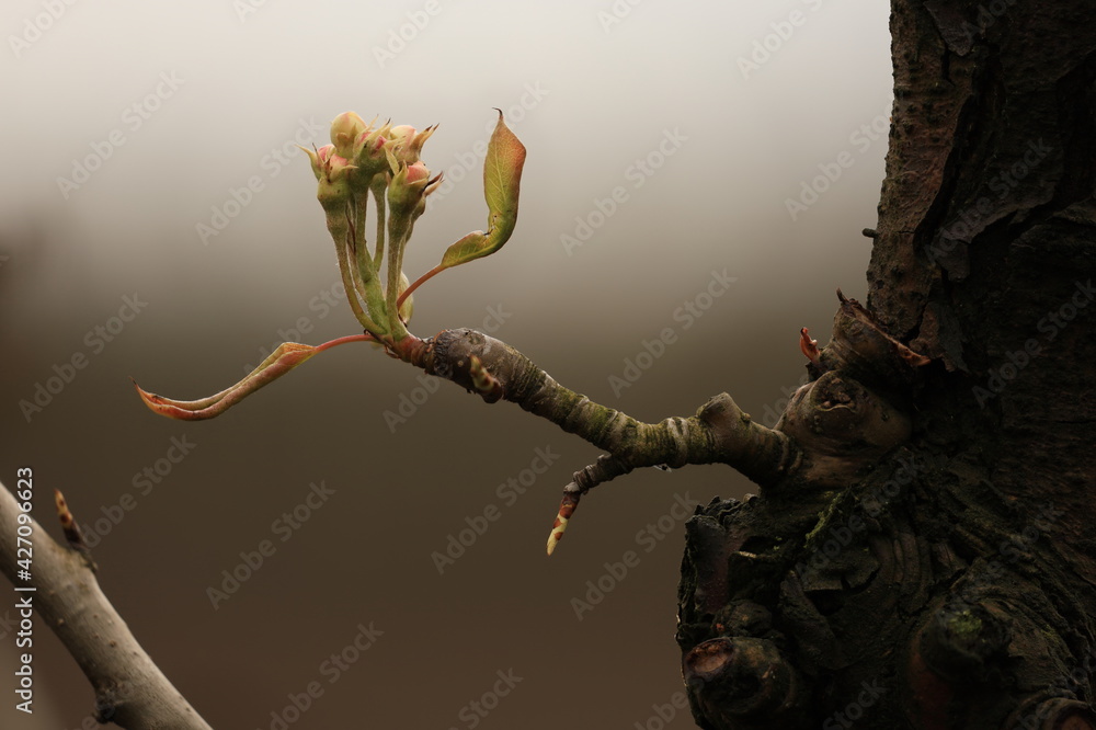 A twig of a fruit tree in the spring. The beginning of the blossom up ...