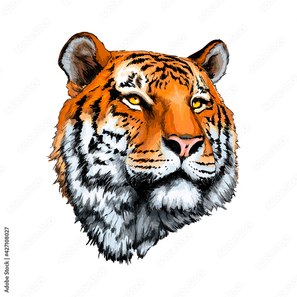 Tiger head portrait from a splash of watercolor, colored drawing ...