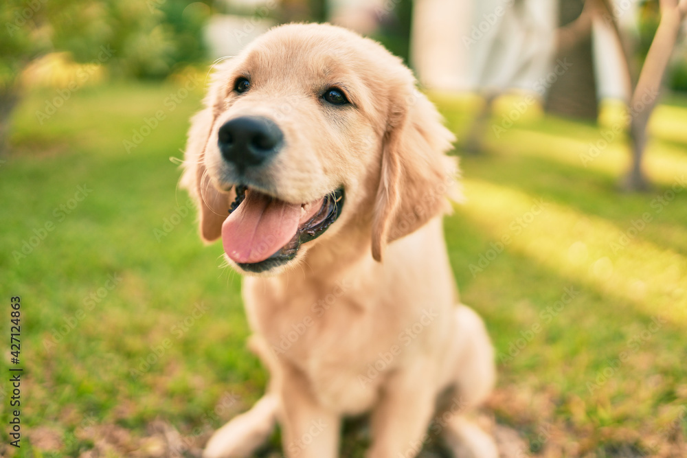 Beautiful and cute golden retriever puppy dog having fun at the park ...