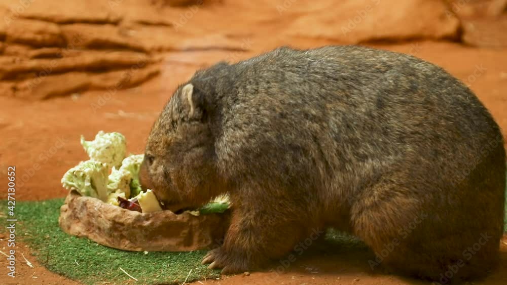The common wombat (Vombatus ursinus), also known as the coarse-haired ...