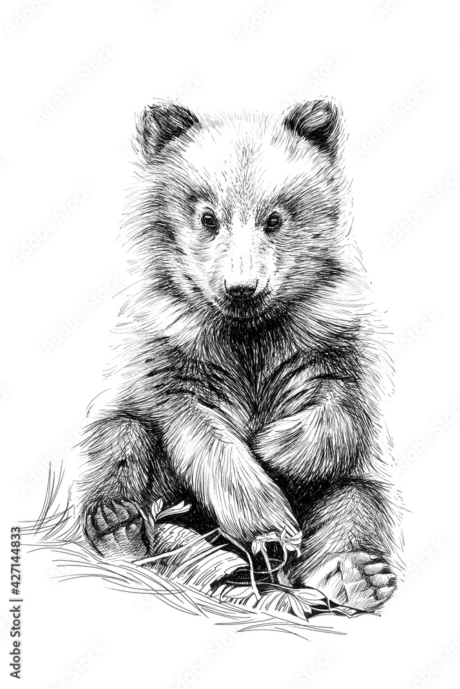 Bear Cub Outline Drawing