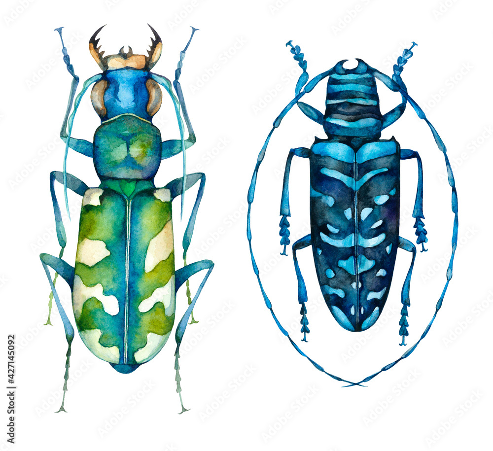 Colorful Beetles