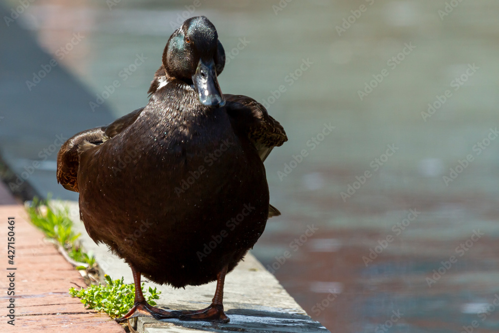 Closeup isolated frontal view of a mallard dabbling duck standing on ...