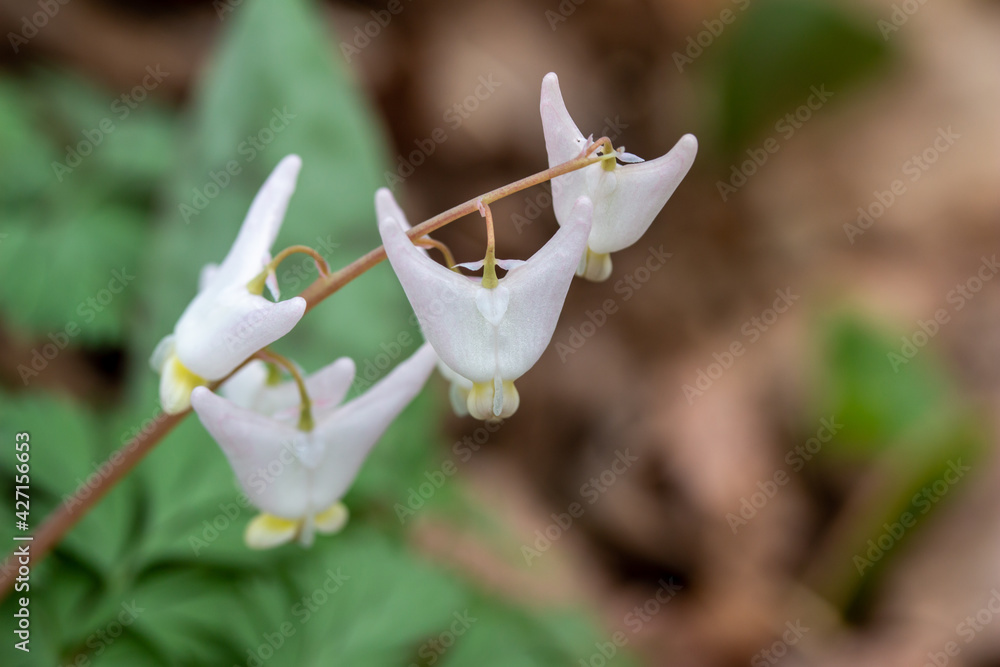Macro texture background of uncultivated tiny white Dutchman's Breeches ...