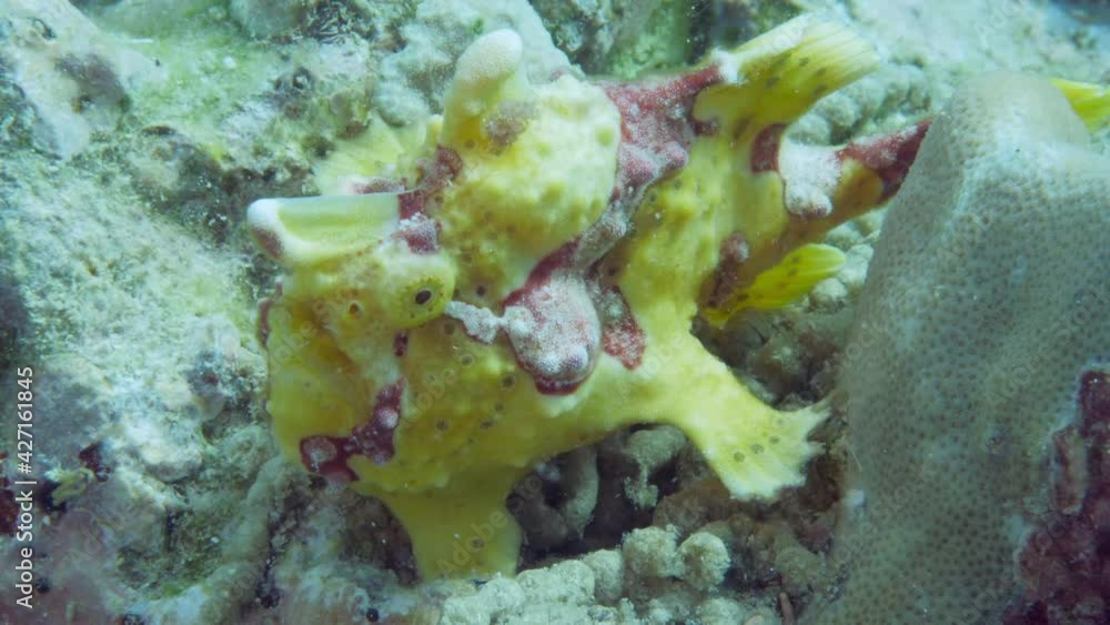 A yellow frog fish or angler fish is floating underwater. The ...