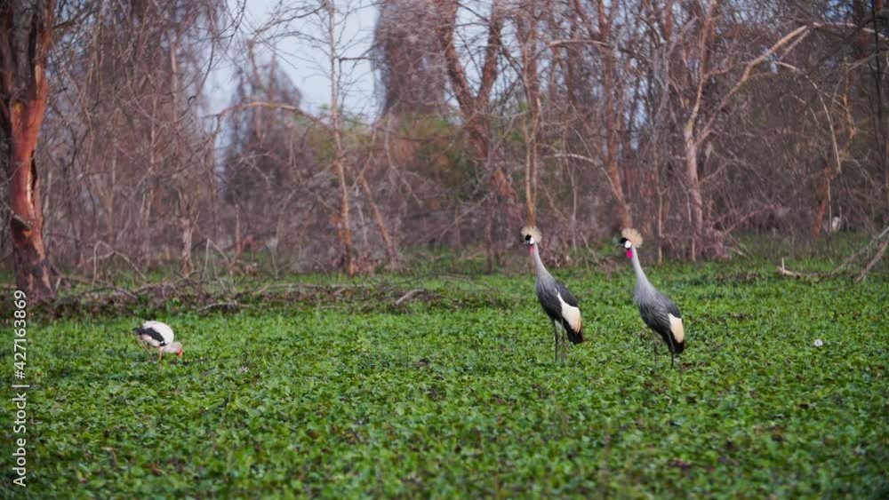 Two Kenyan Crown-Cranes (Balearica regulorum) standing in a Kenyan ...