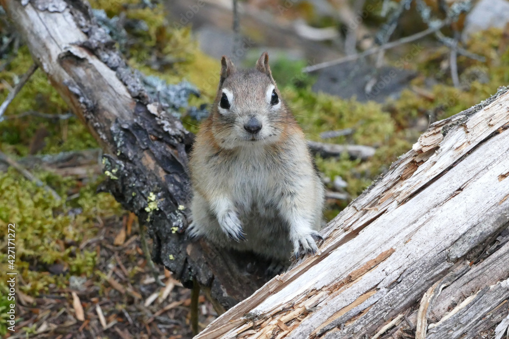 Golden-mantled Ground Squirrel(Spermophilus lateralis), small striped ...
