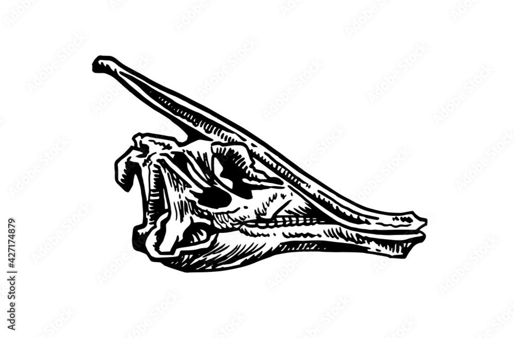 Grapical skull of Parasaurolophus isolated on white, paleontology Stock ...