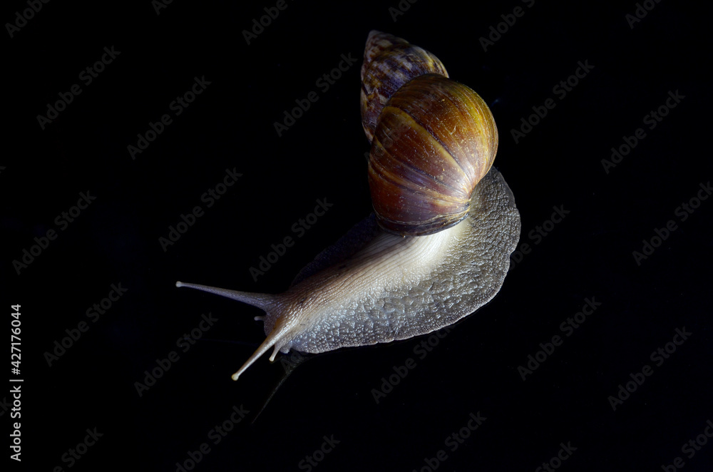 Snail (Bekicot, Achatina fulica, African giant snail, Archachatina ...