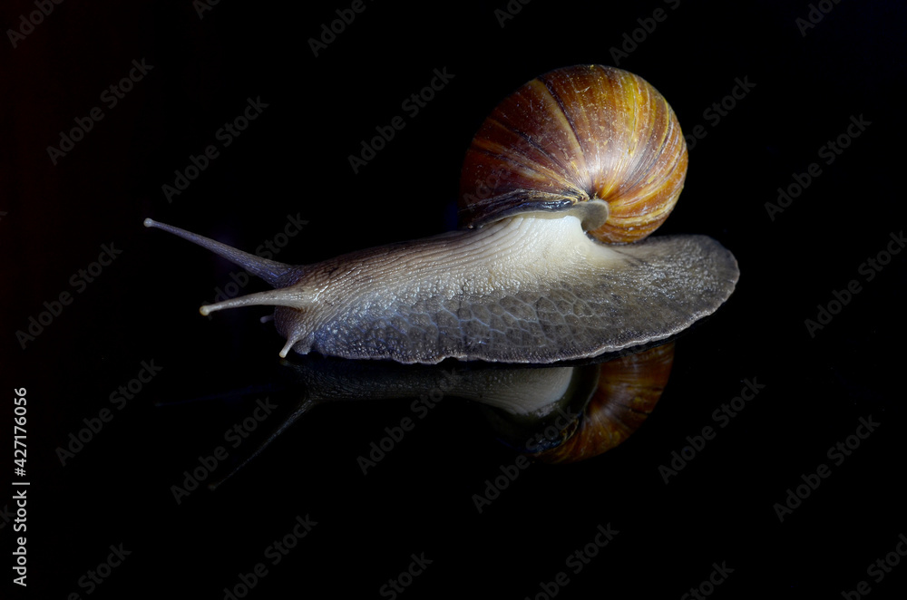 Snail (Bekicot, Achatina fulica, African giant snail, Archachatina ...