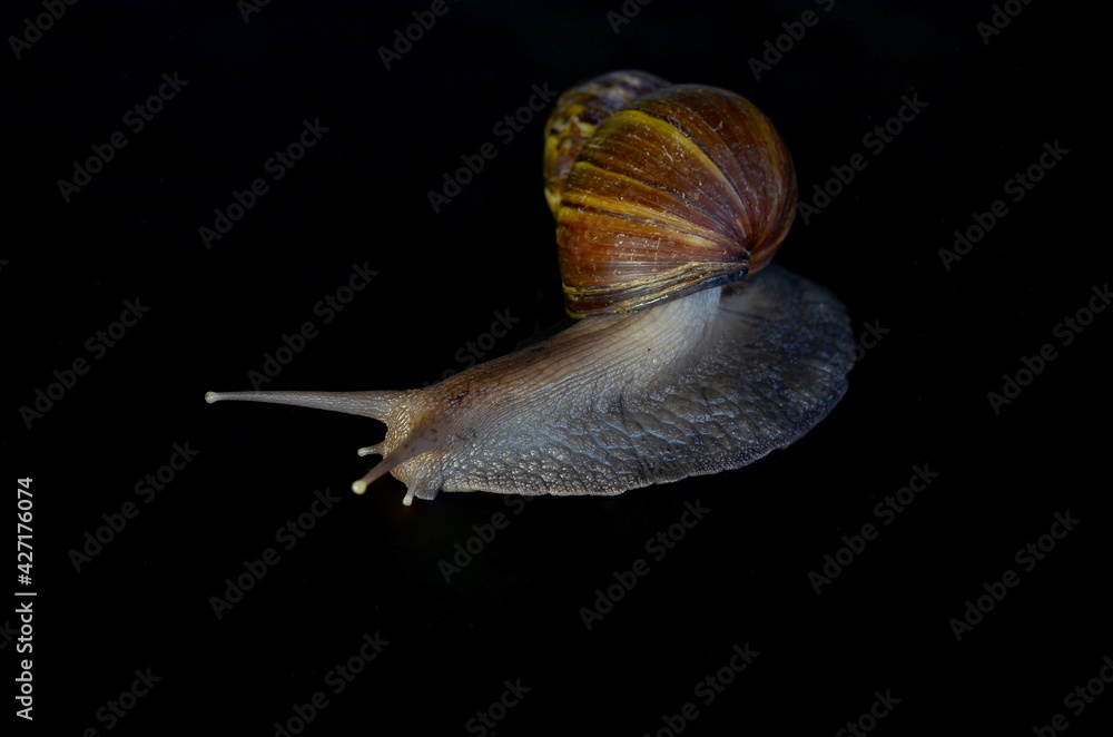Snail (Bekicot, Achatina fulica, African giant snail, Archachatina ...