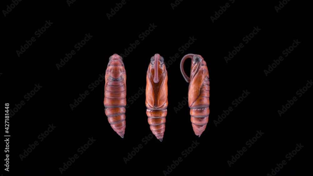 Pupa Insecta Manduca sexta, family Sphingidae, species of butterflies ...