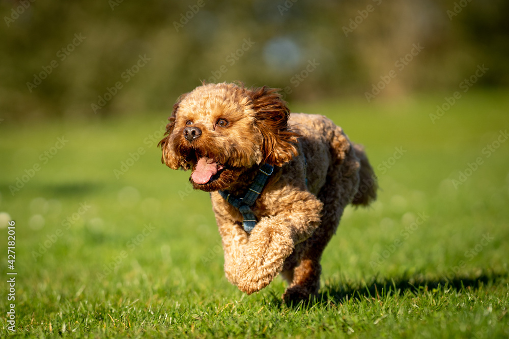 Cavapoo dog running and chasing ball in grassed field. foto de Stock ...