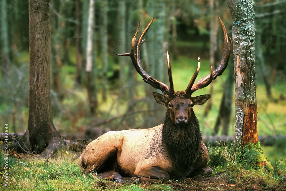 Wapiti - cervus canadensis - grand cerf du Canada Québec Stock Photo ...
