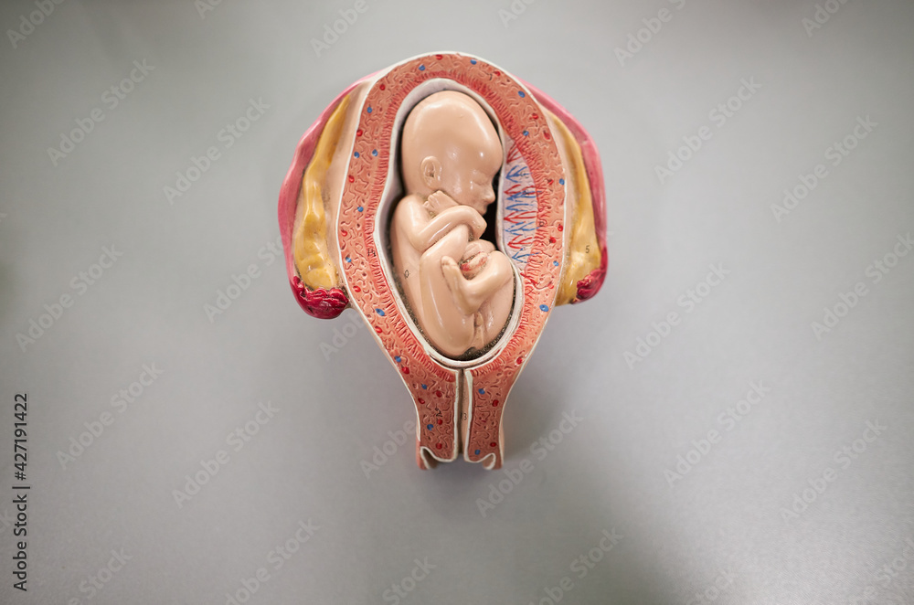 Mock up of a human embryo close up. Close-up gynecological model of the ...