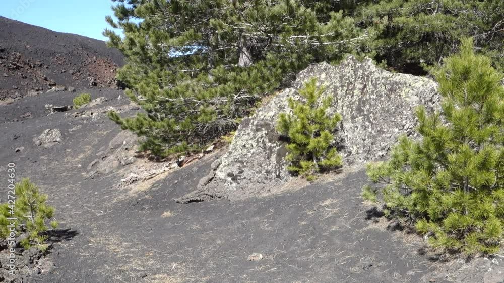 landscape in Sicily mountain young pine trees growing on volcanic rocks ...