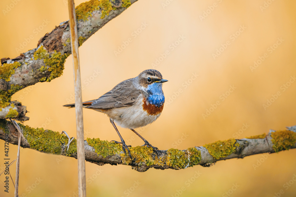 Eurasian blue throat bird in wild nature Stock Photo | Adobe Stock