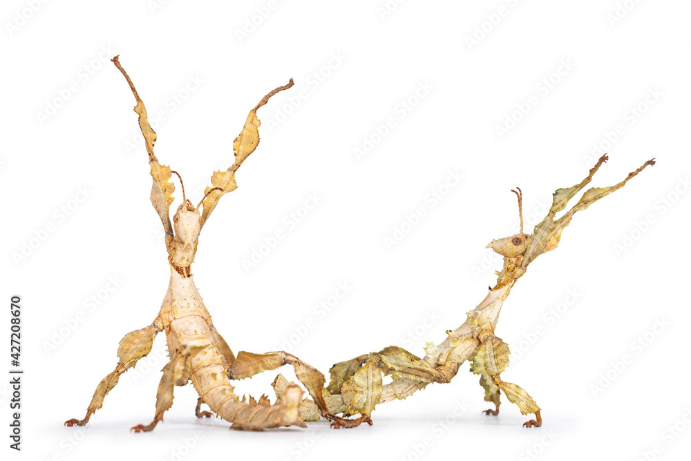 Two spiny Leaf Insect aka Extatosoma tiaratum in defense pose. Isolated ...