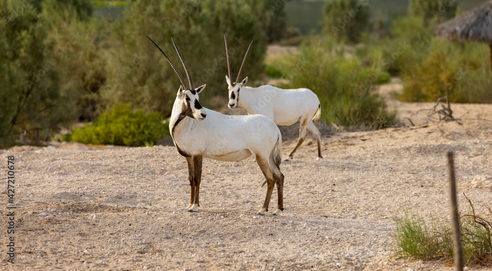 Arabian Oryx in captive natural habitat conservation program in Saudi ...