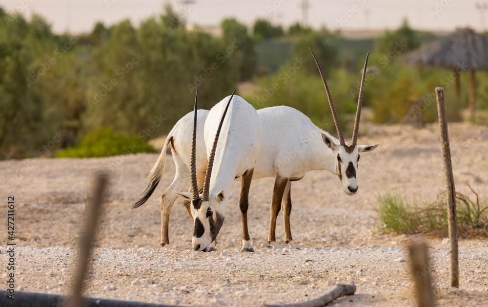 Arabian Oryx Habitat