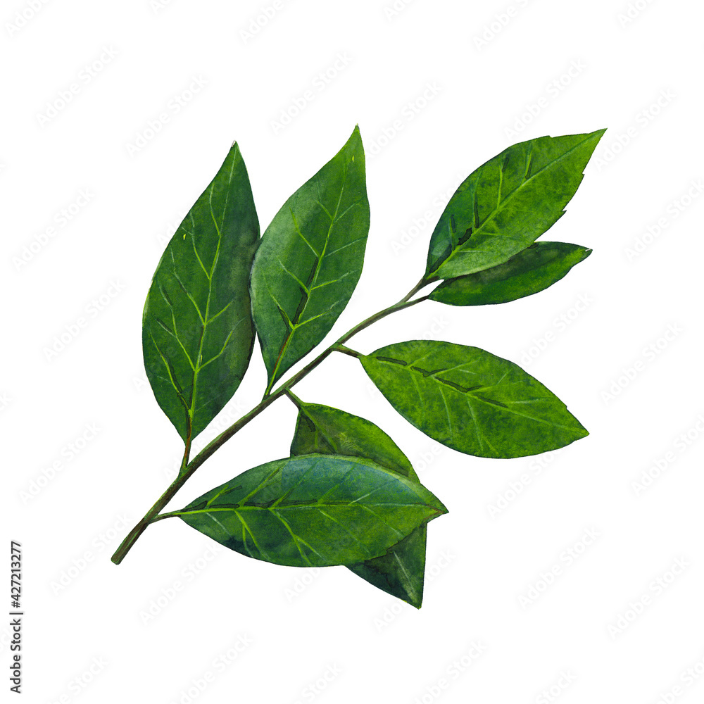 Green branch of laurel leaf isolated on white background. Watercolor ...