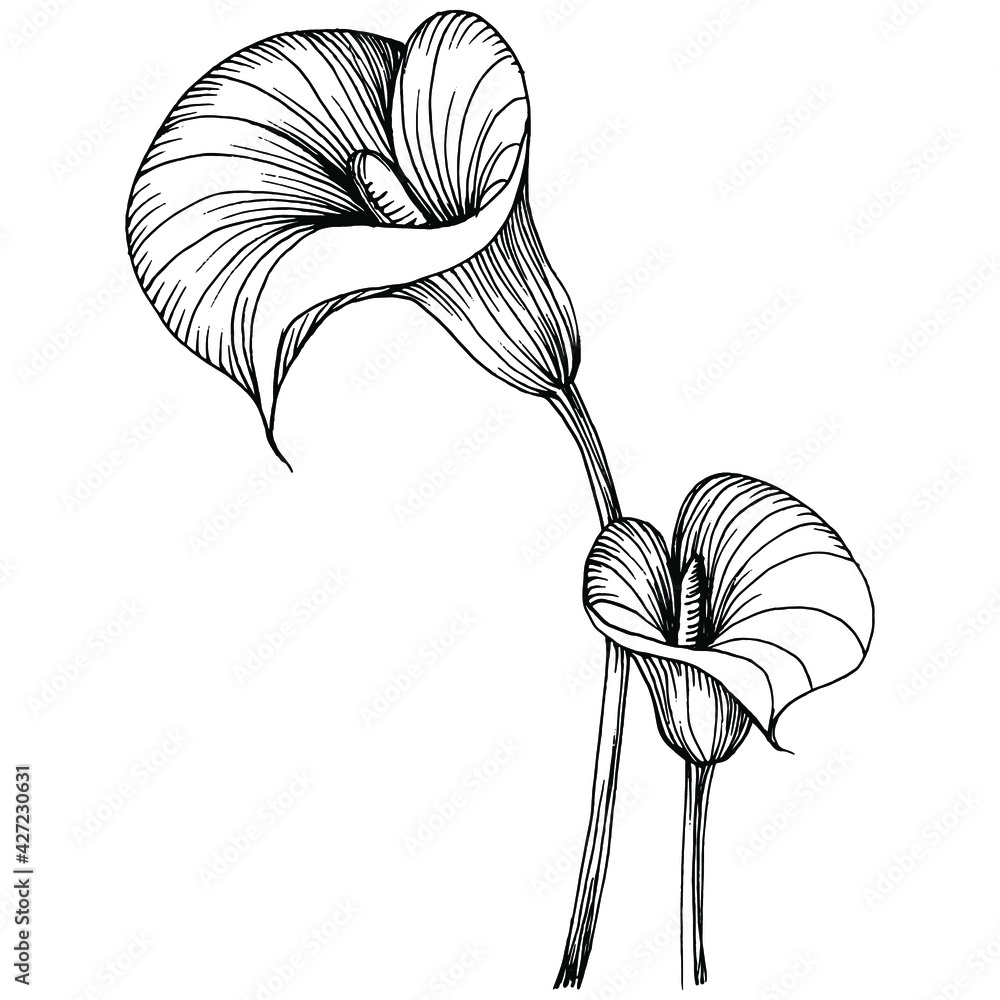 Tropical flower calla by hand drawing. Lilium floral logo or tattoo ...