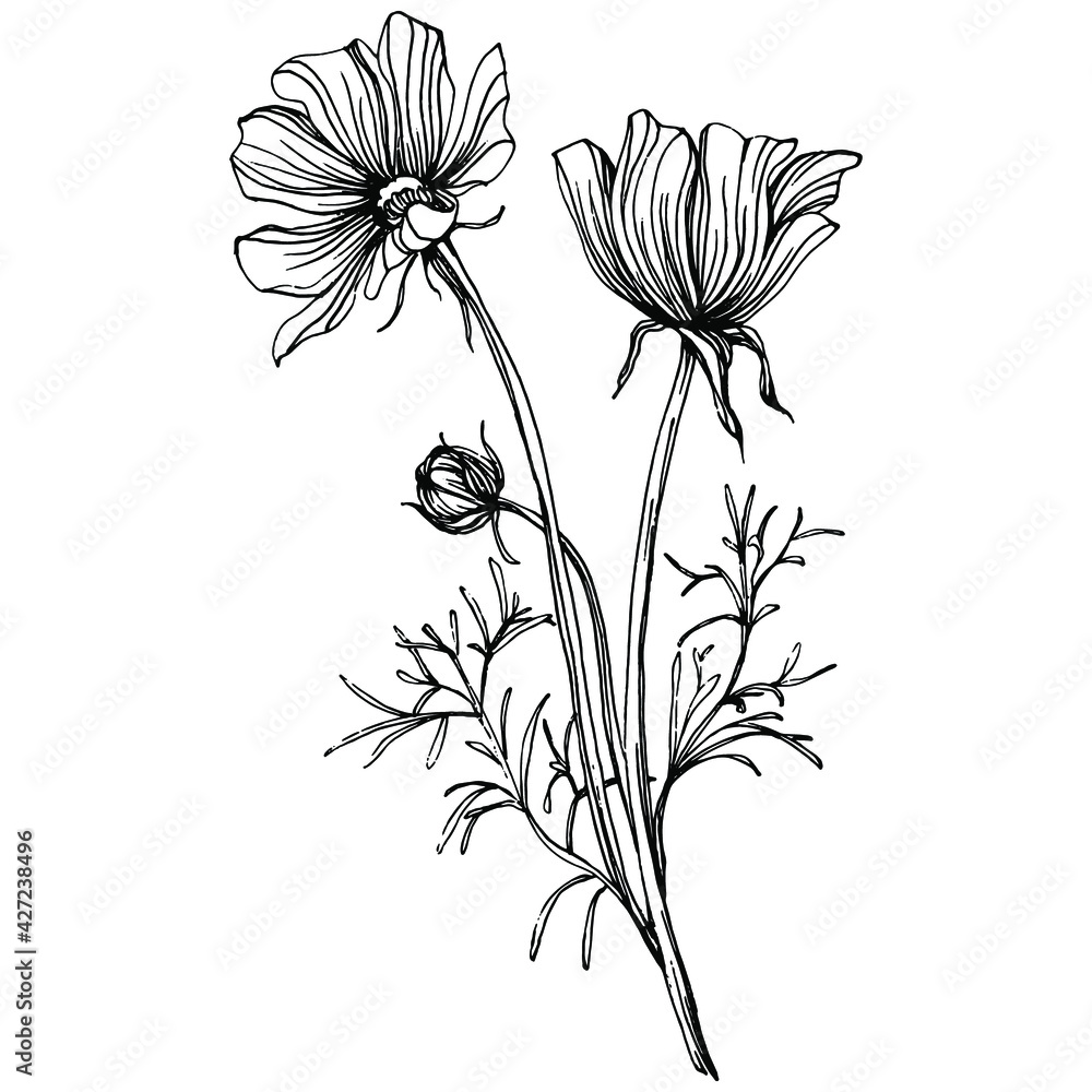 Cosmos flower by hand drawing. Cosmos floral logo or tattoo highly ...
