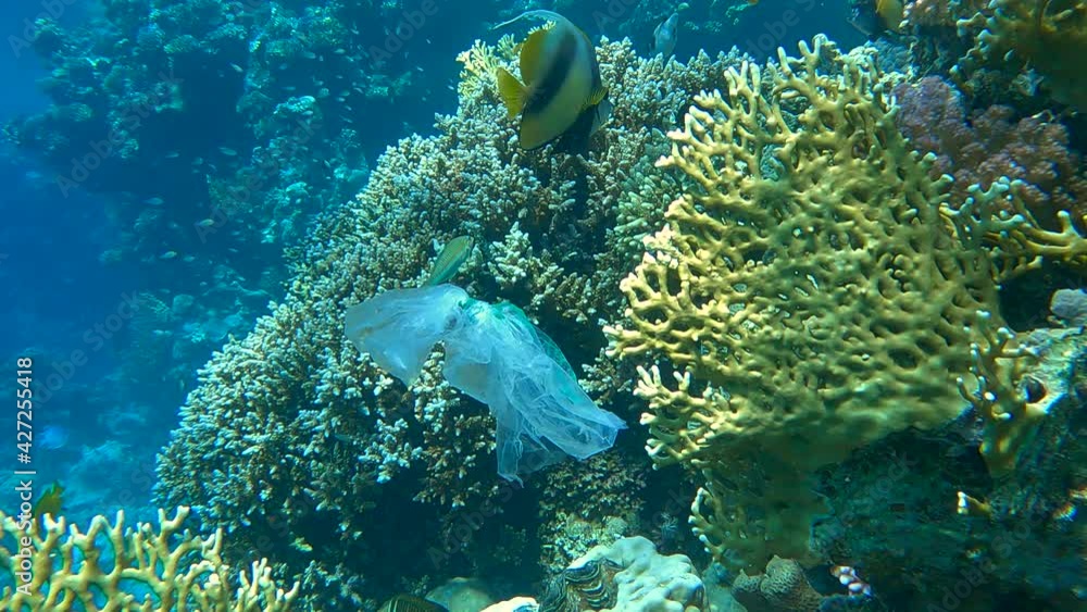 A piece of old plastic bag slowly drifts near tropical coral reef ...