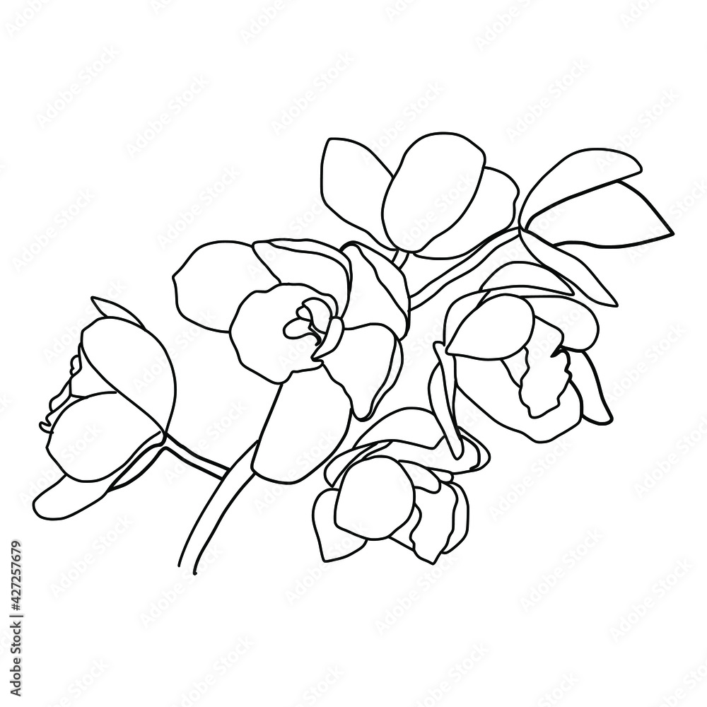 Abstract continuous line drawing. A beautiful one line orchid drawings ...