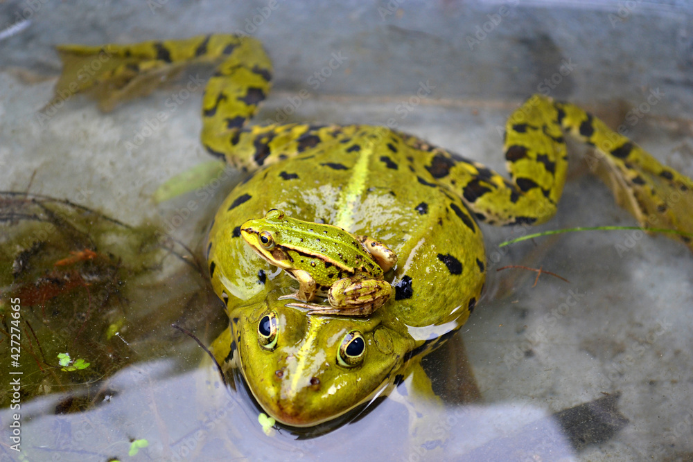 Adult frog and cub (Pelophylax ridibundus), frog peeks out of the water ...