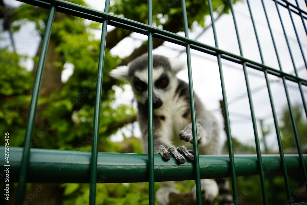 Katta Affe klettert durch das Gehege und greift nach der Kamera Stock ...
