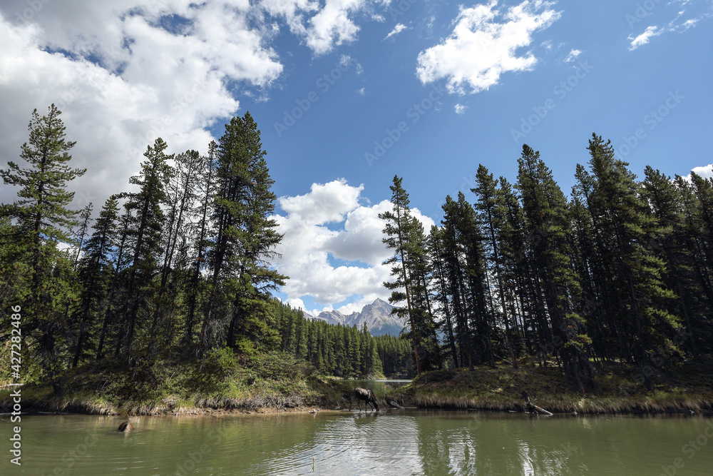 beautiful landscape with lake and trees at moose trail in Banff ...