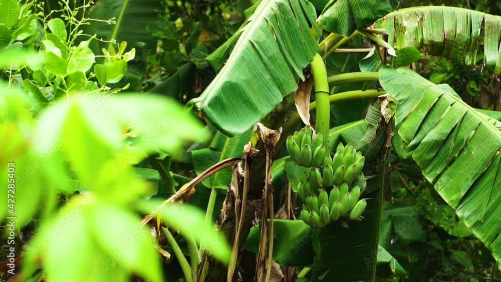 Wild banana plant with green fruit cluster in tropical jungle habitat ...