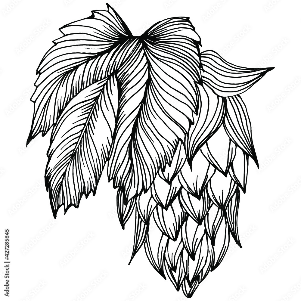 Hop plant hand drawing vintage clip art. Humulus logo or tattoo highly ...