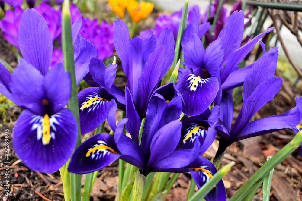 Iris reticulata - dwarf irises closeup on a bunch of flowers Stock ...