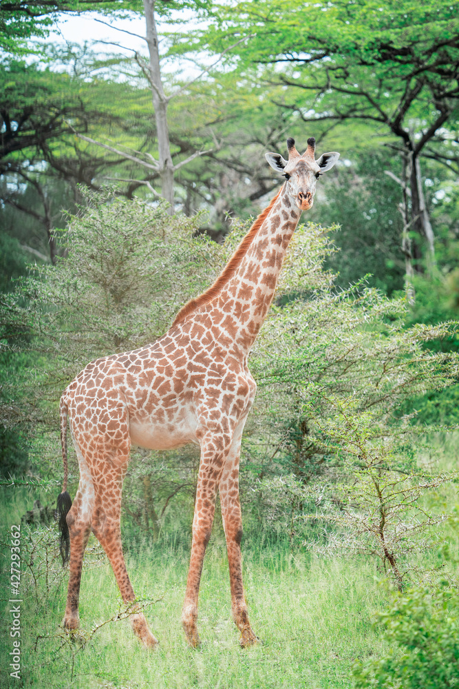 Animal full size portrait of south African giraffe mammal the tallest ...