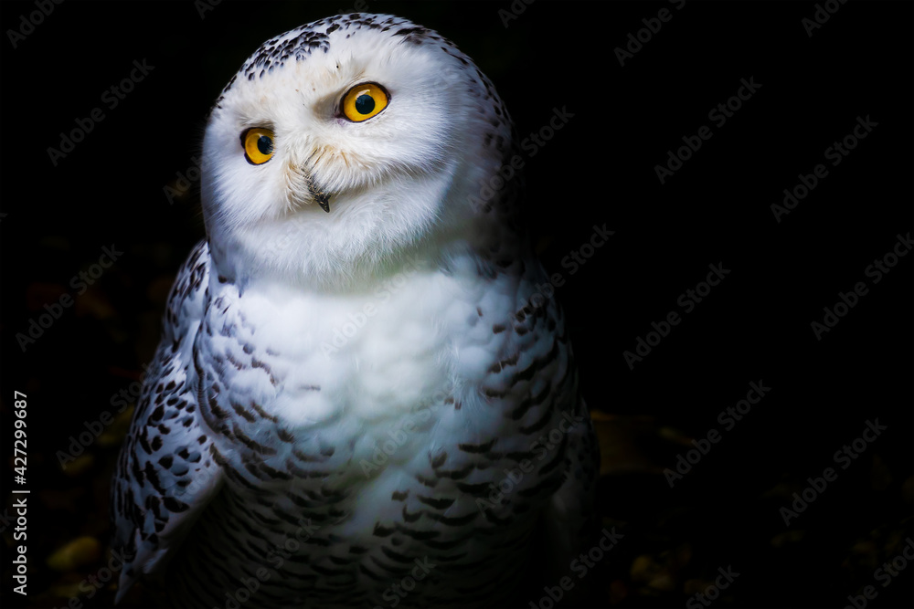 Eule mit direktem Blickkontakt zur Kamera Photos | Adobe Stock