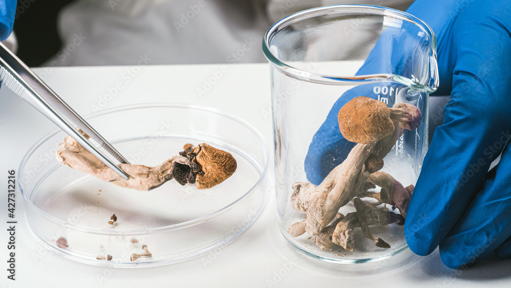 Foto de Magic Mushrooms in laboratory. Psilocybin science and research ...