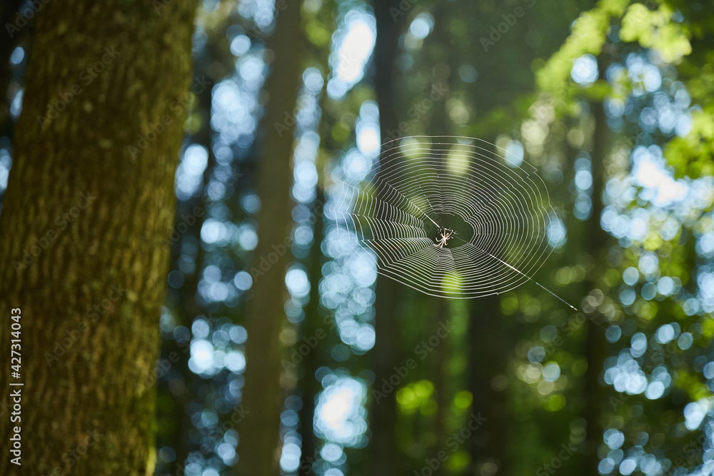 Spider web with spider in forest. Frog perspective. The backlight works ...