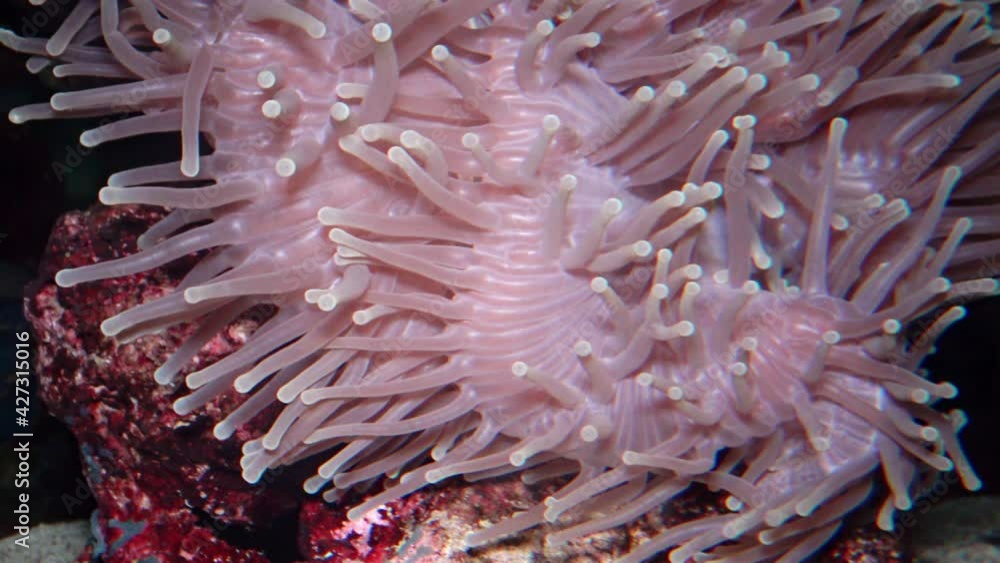 (Heteractis magnifica) The magnificent sea anemone, also known as the ...