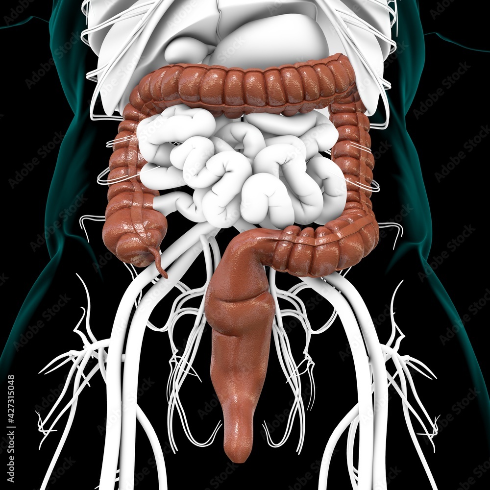 Large Intestine 3D Illustration Human Digestive System Anatomy Stock ...