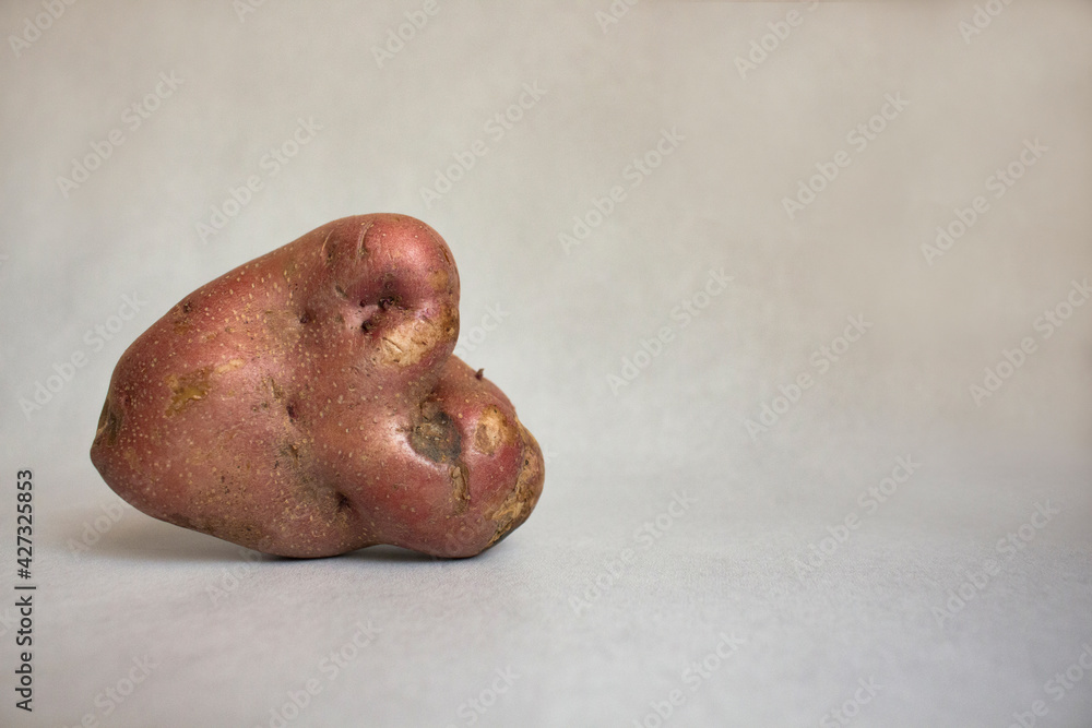 The concept of funny, unnormal vegetables and food waste. A big ugly ...