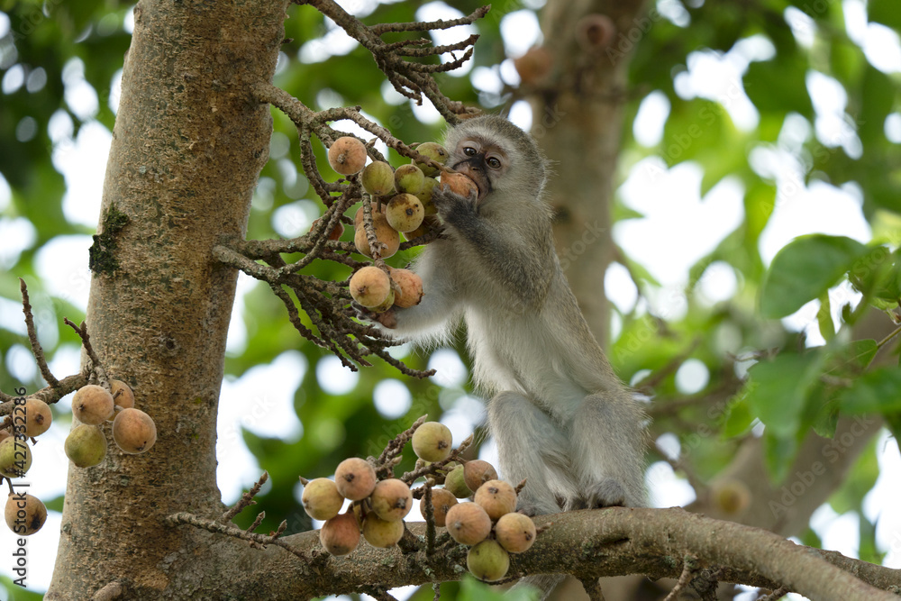 Group Of Monkeys On Trees