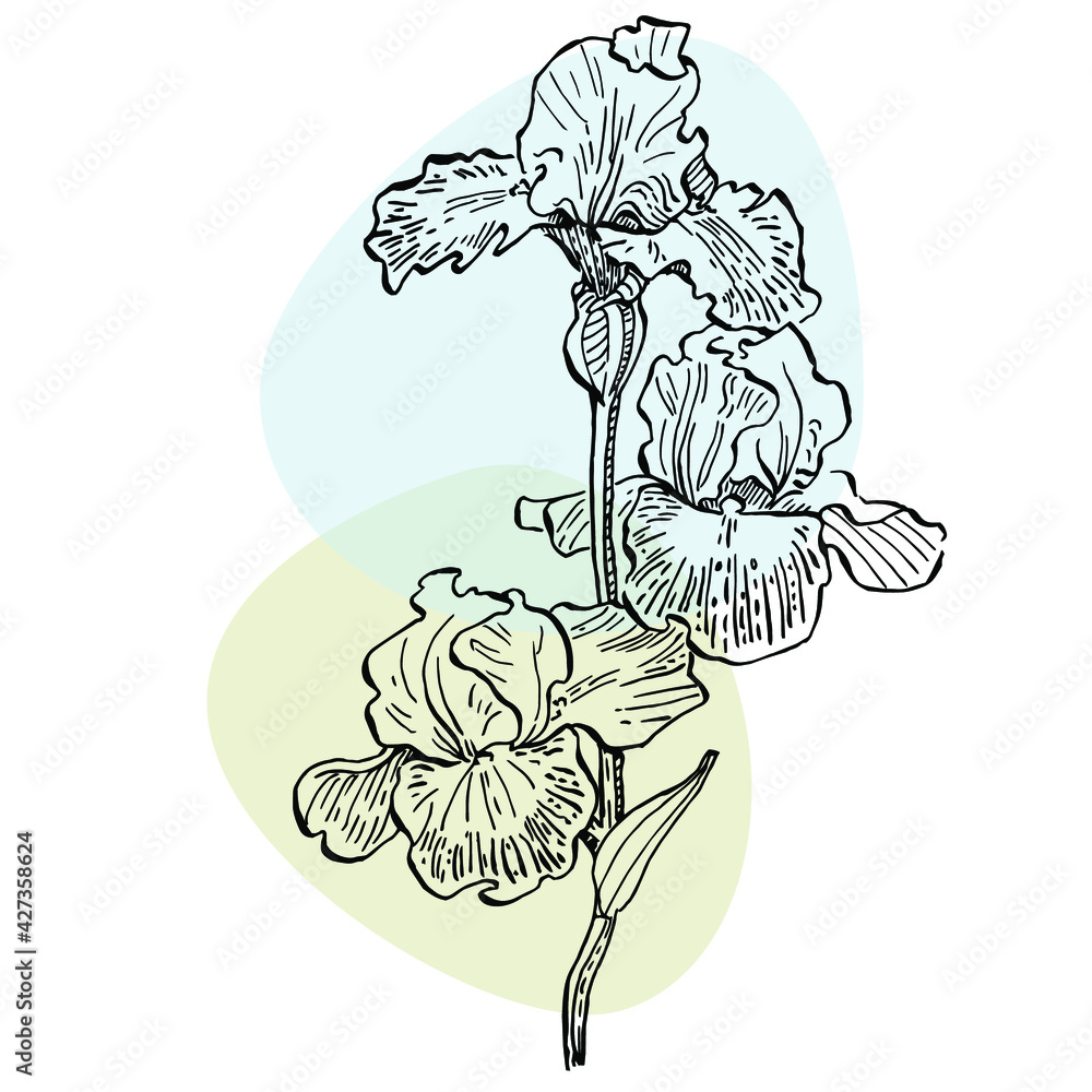 Irises poster hand drawing illustration. Backgrounds for social media ...