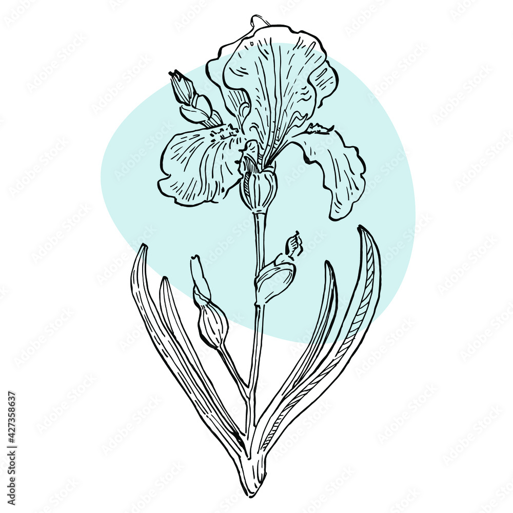 Irises poster hand drawing illustration. Backgrounds for social media ...