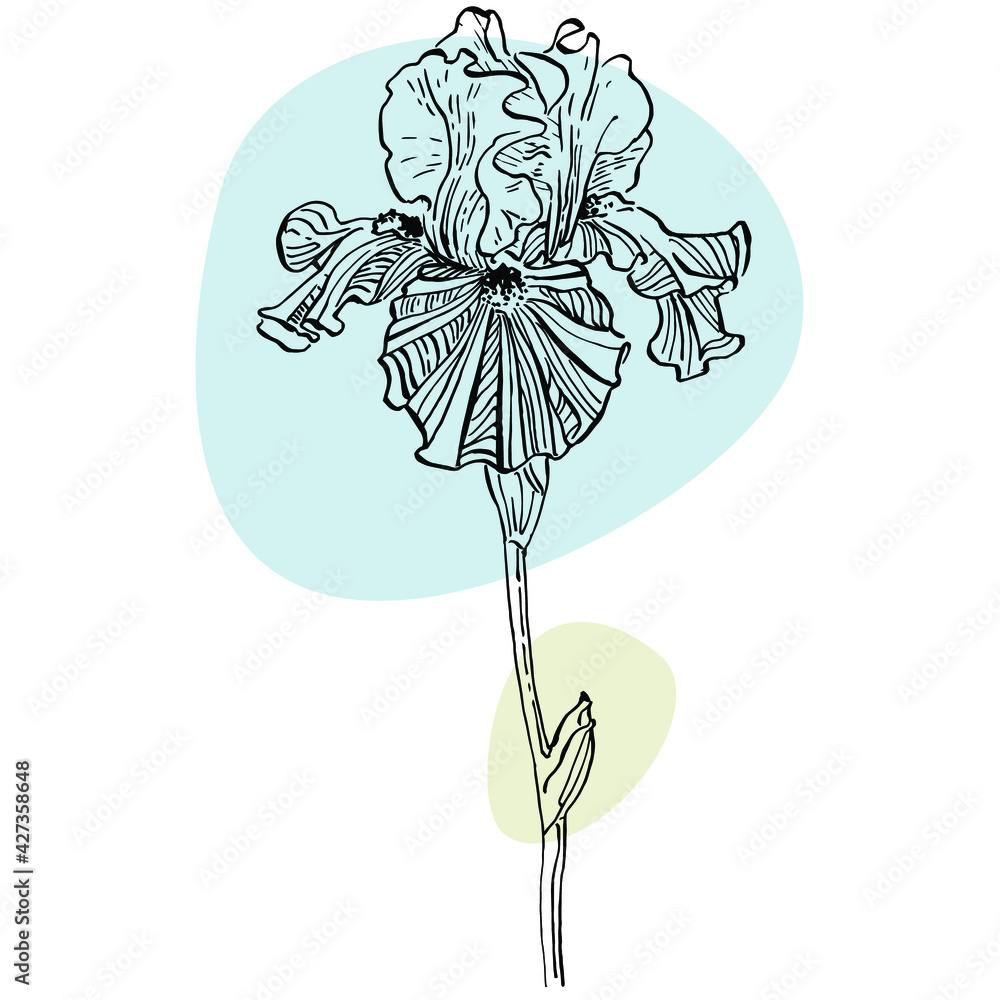 Irises poster hand drawing illustration. Backgrounds for social media ...